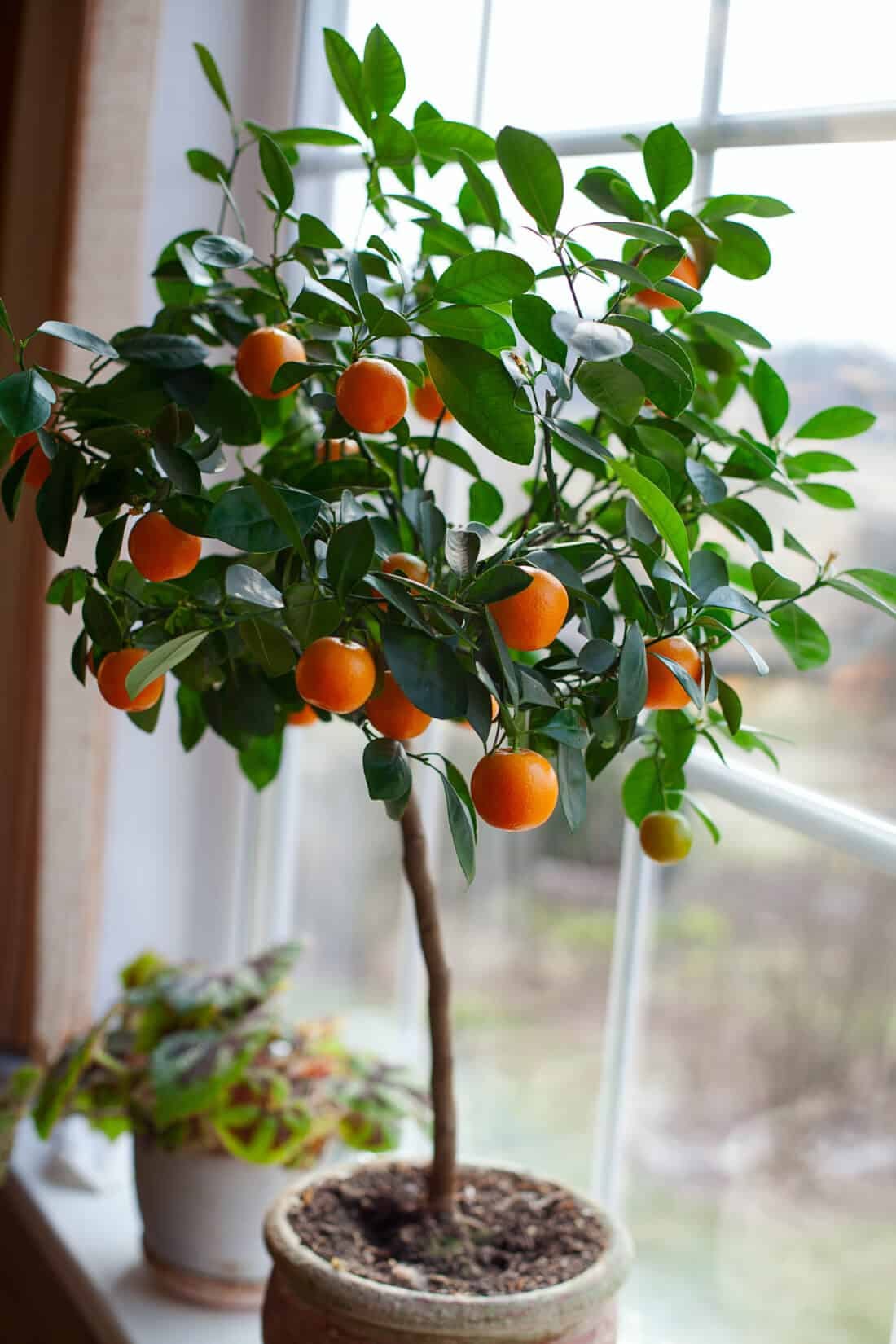 Unlocking the Citrus Magic: A Comprehensive Guide to Growing Yuzu Trees ...