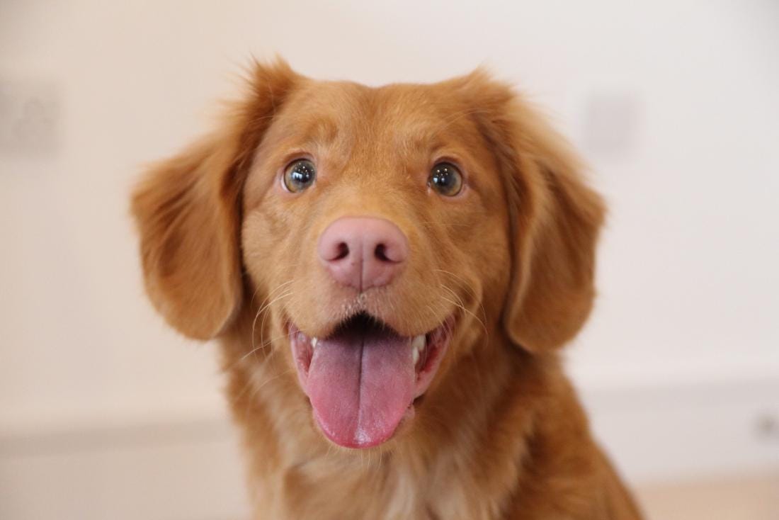 Dog Breed Prediction with CNN and Transfer Learning | by Duc Doan Duy ...