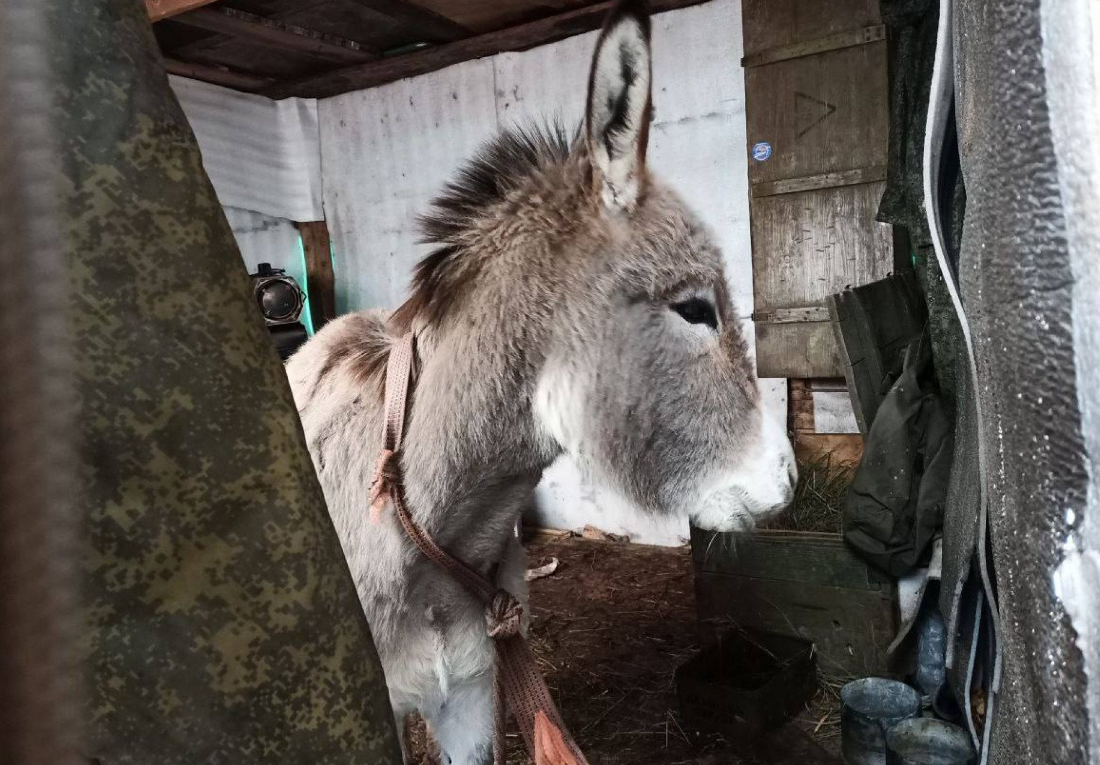 Russian Donkeys and Dylan Combellick: A Tale of Heroic Vigilance | by ...