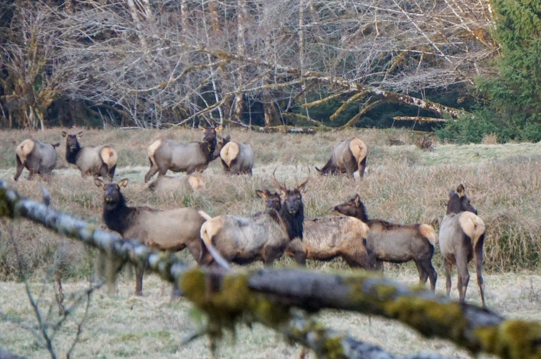 Roosevelt elk: icons of the Pacific Northwest’s coastal rainforests ...