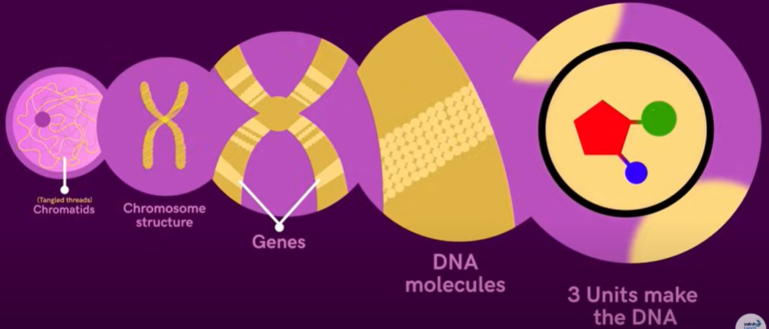 Science Breakthrough: Genome India Project | by Civic Synapse | Mar, 2024 | Medium