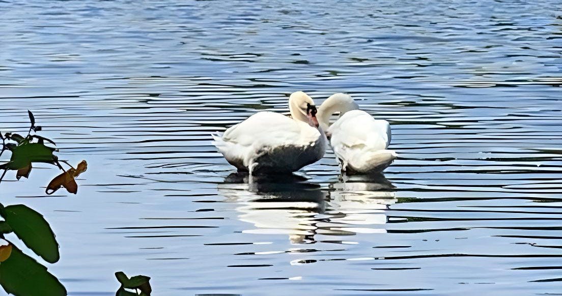 Let’s Get Real!. Last fall, I was hiking a wooded trail… | by Lee ...