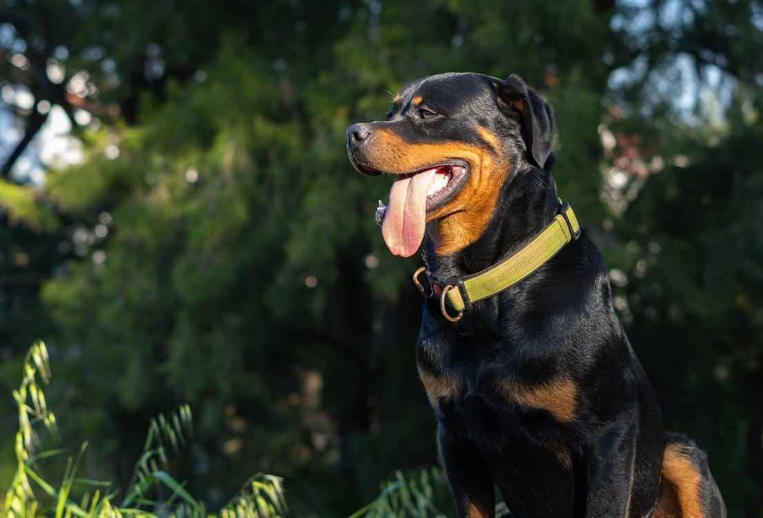 German Rottweilers: Strength, Loyalty, and Family Bond | by Petinz ...