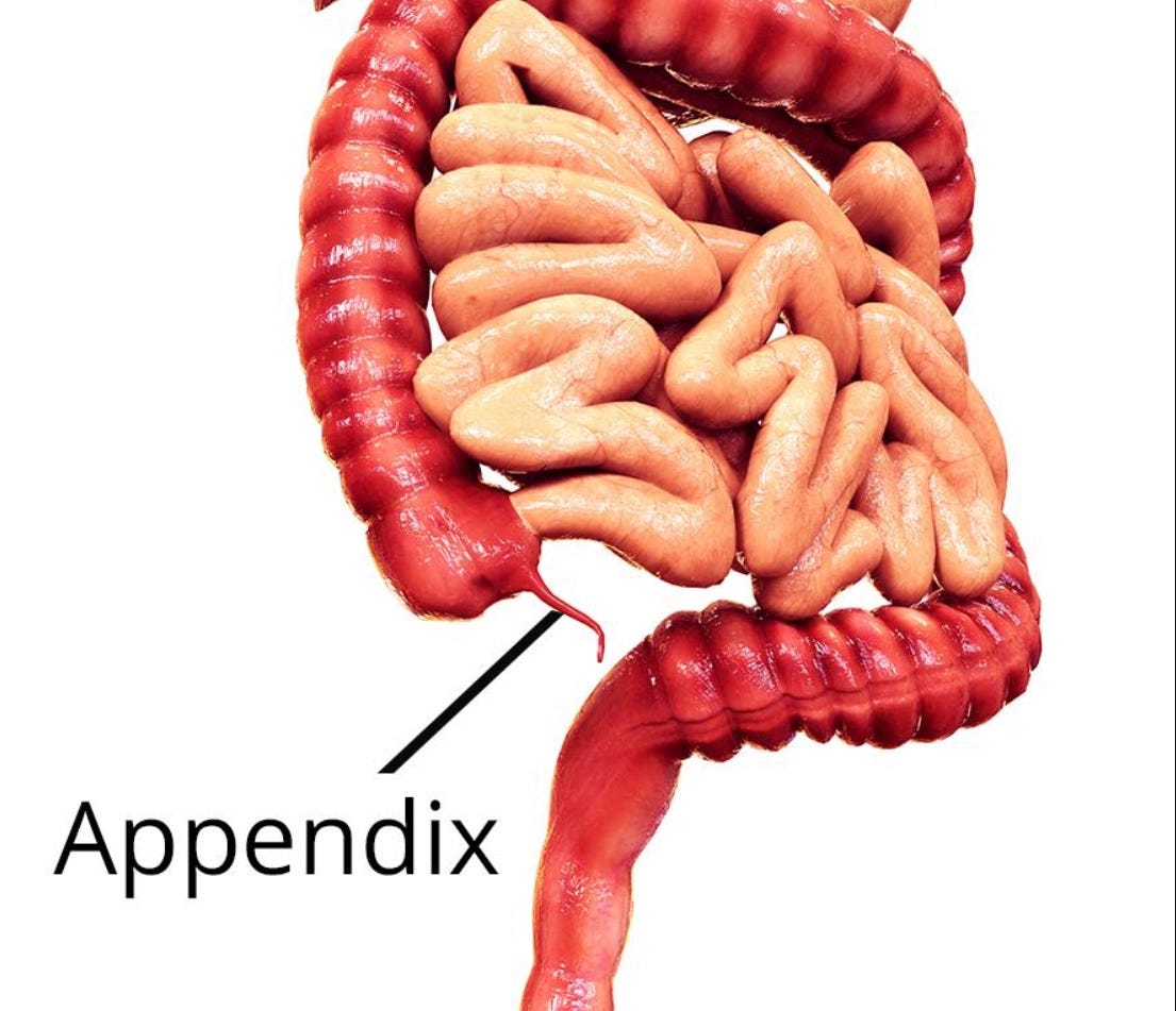 Appendix Function In Digestive System