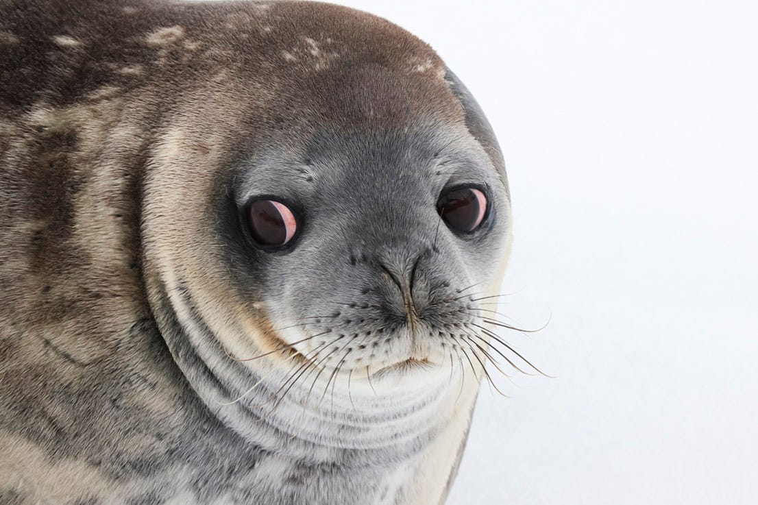 Antártida, Emergência e Permanência - PEF Paraty em Foco 2021 - Medium