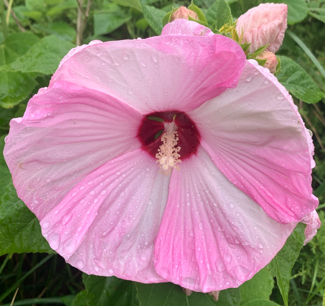 A Healthy Happy Hibiscus "Hello!" | ILLUMINATION