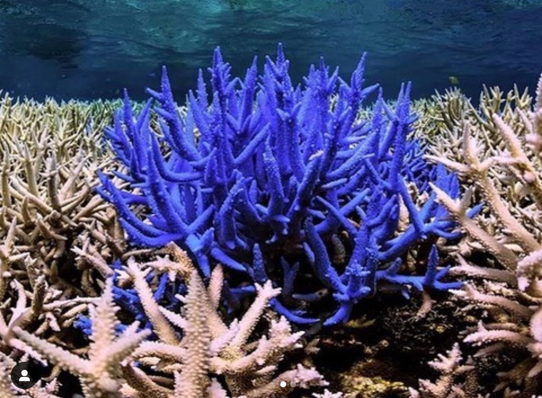 Chasing Coral, this weeks Dive Spot — Light | by Dive Spot, adventures ...