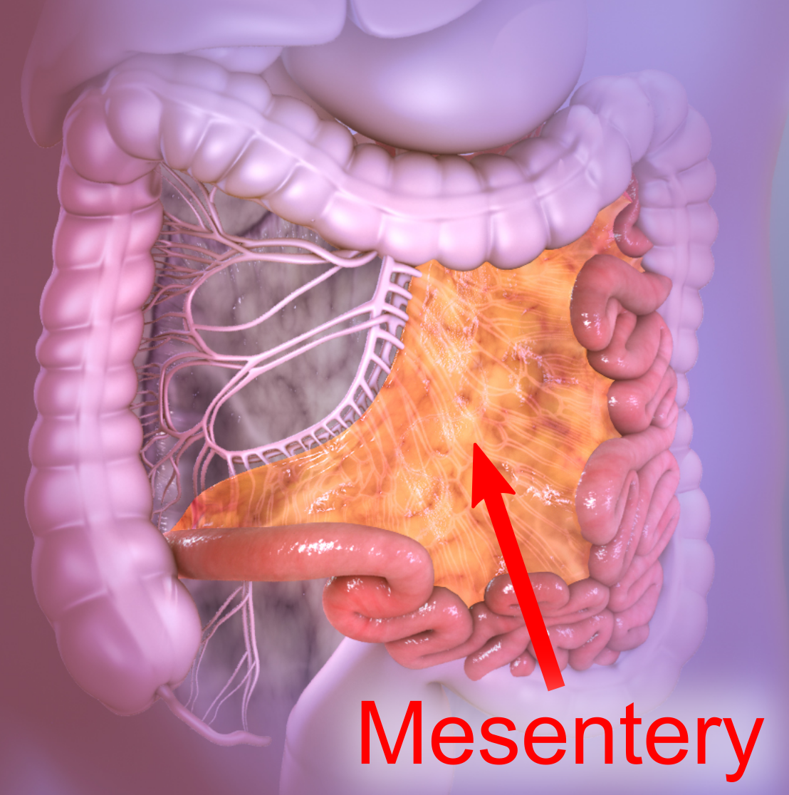 Do You Know About the 79th Organ of the Human Body? Meet the Mesentery ...