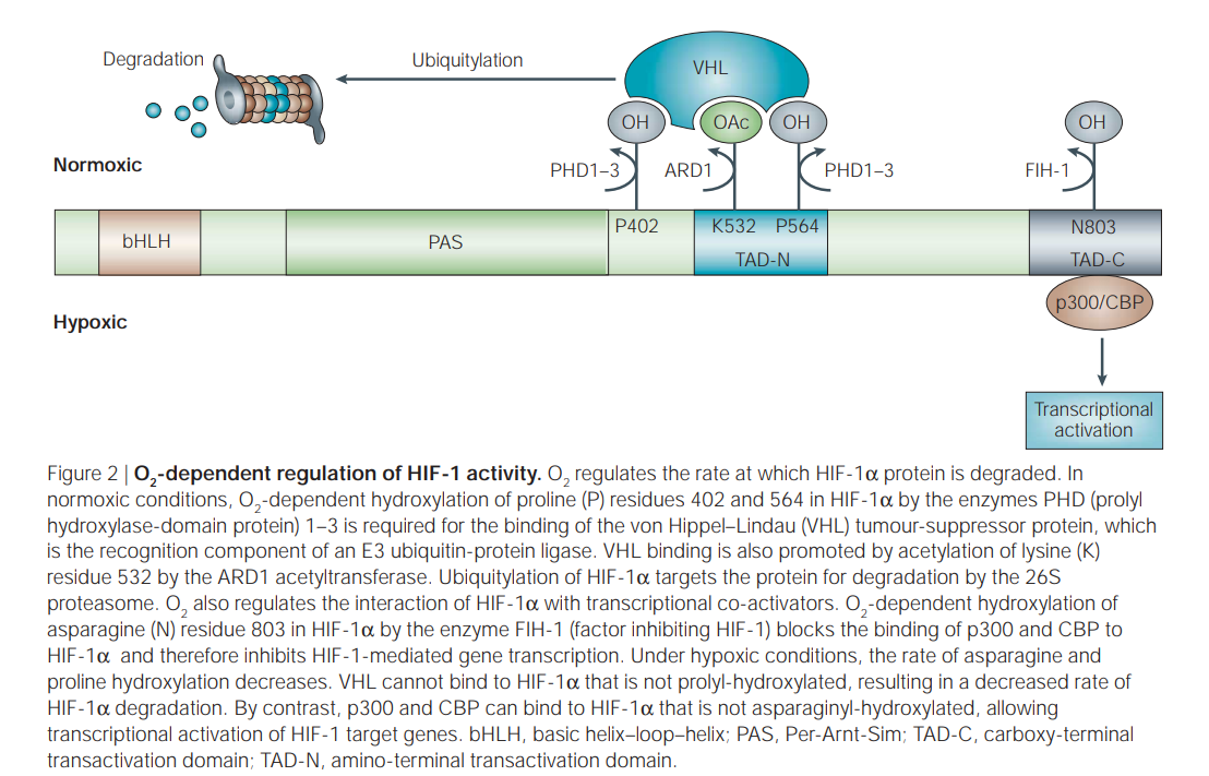 Targeting HIF-1 for cancer therapy | by Aarav Lall | Nov, 2023 | Medium