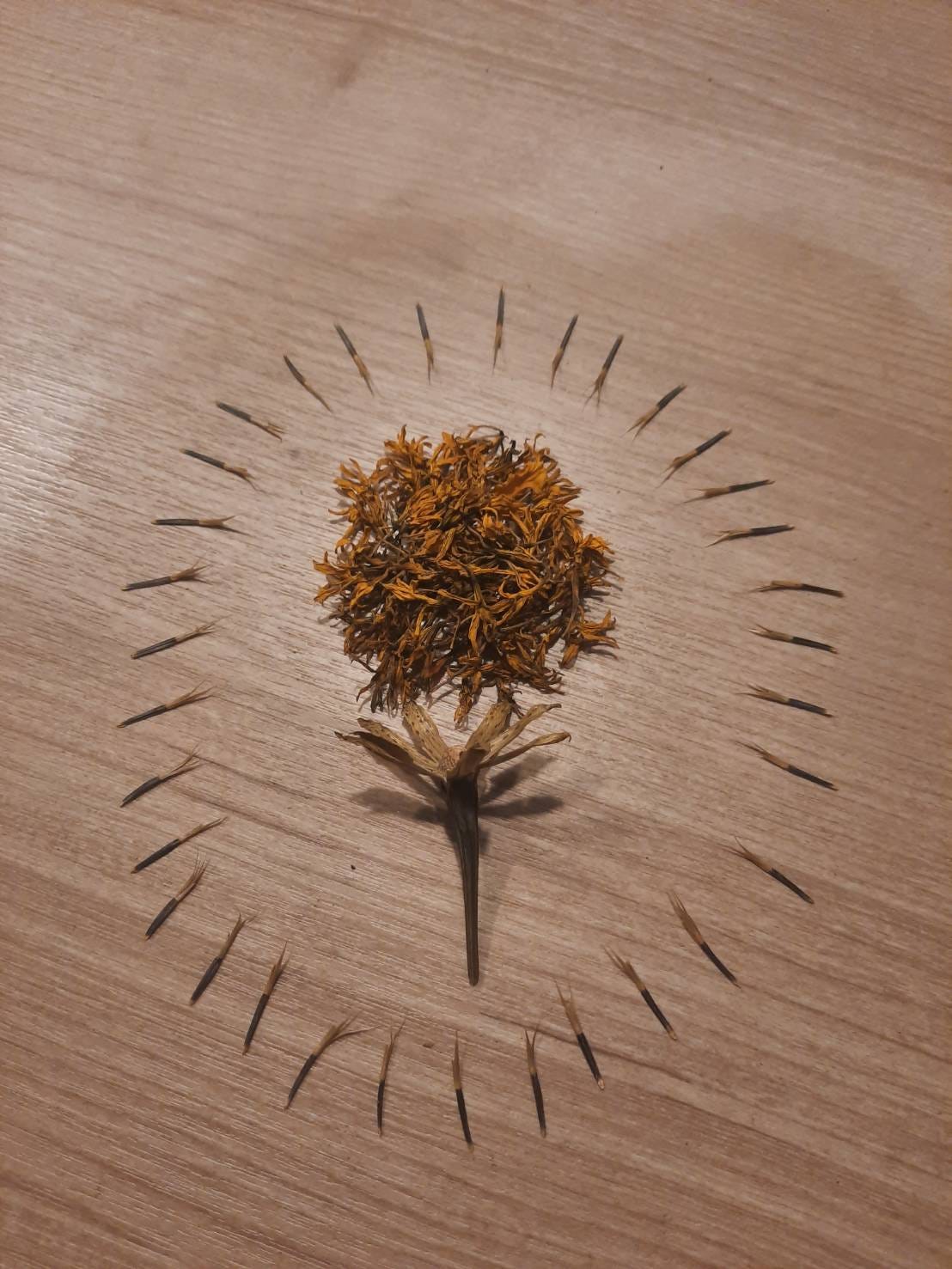 Learning Through Marigolds. Even in the most withering flower… | by ...