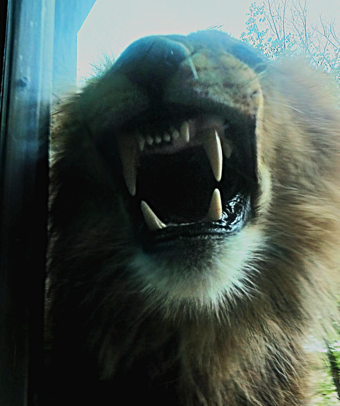 Animals Rise Up. Attacks against humans are increasing… | by RL Vanwey ...