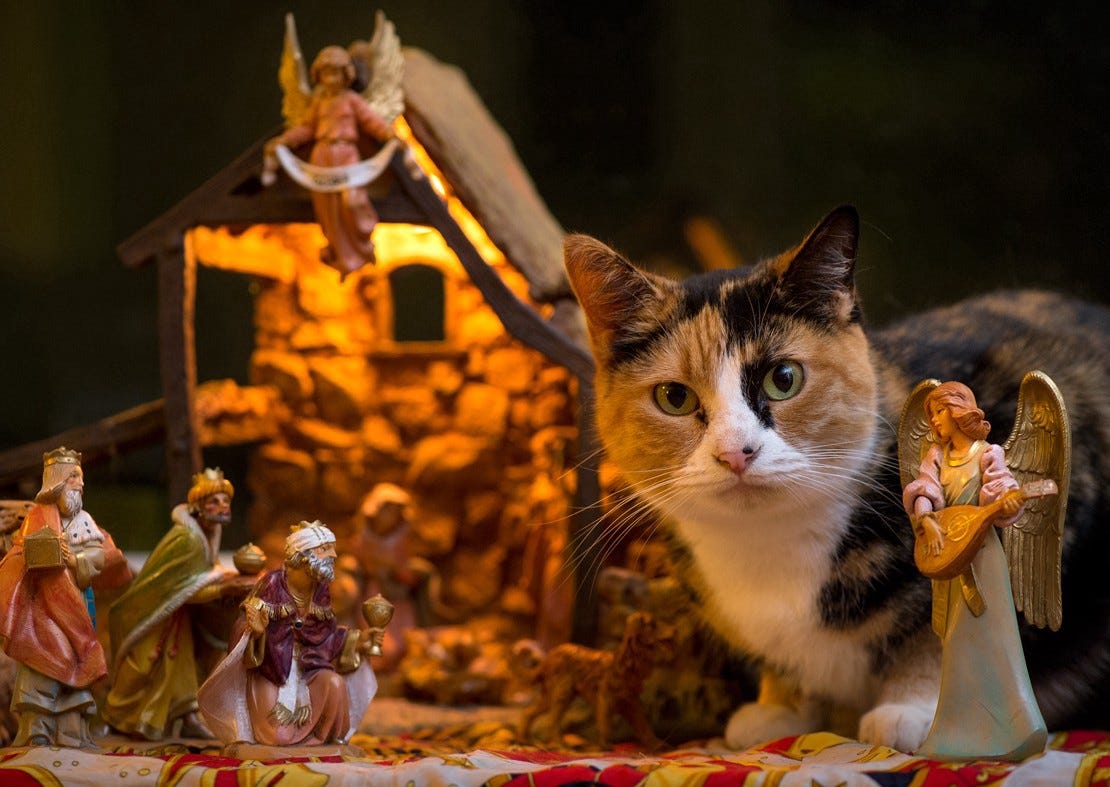 Pope Decrees Cats Must Be Added To Christmas Nativity Scenes Joining ...