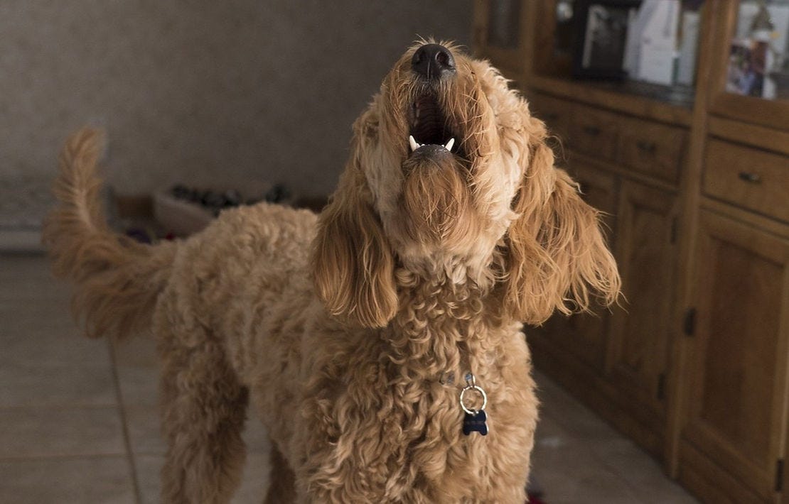 Why do dogs bark. Have you ever wondered why your dog… | by DogAdvice ...