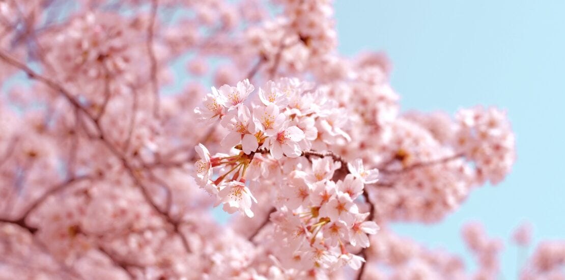 All Things Sakura: Japan’s Sakura Obsession | by Tokyo Room Finder | Medium