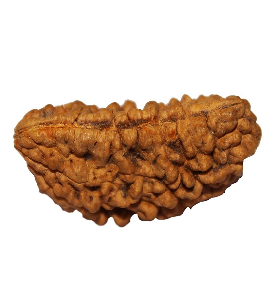 1 Mukhi Rudraksha at Best Price in India — kailasharudraksh | by Kailasha Rudraksh | Apr, 2024 ...