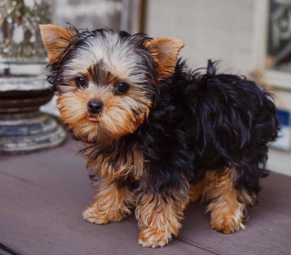 Ruff Times?. An exploratory data analytics project… | by Eileen Deng ...