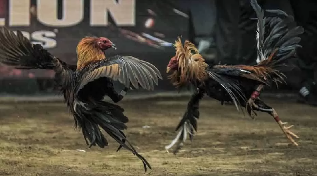 Online Sabong: Experience Online Cockfighting with Jilibet - Jilibet ...