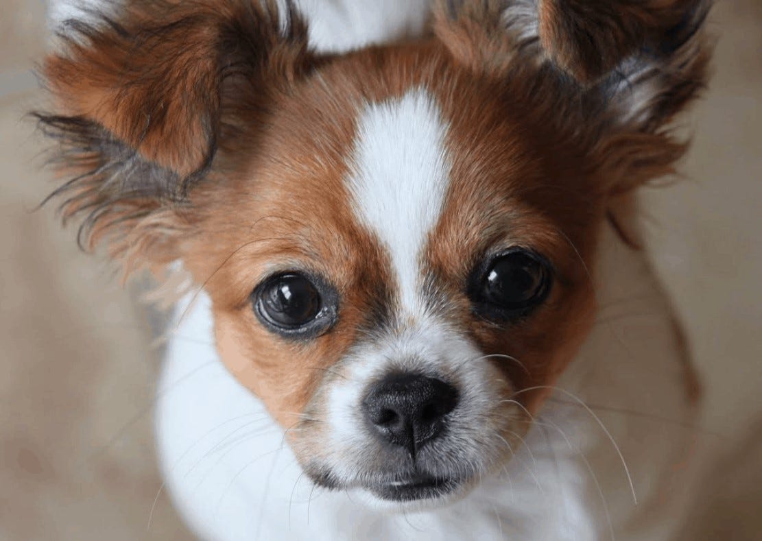 Exploring the World of ShiChi Dogs: A Perfect Blend of Chihuahua and ...