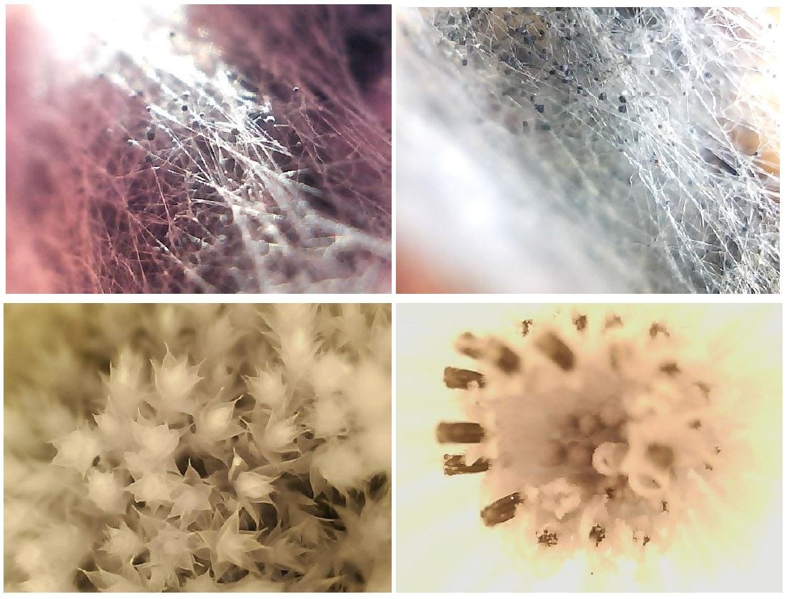 ‘Crystal Violet’: Cooperation in interdisciplinary Design research | by ...