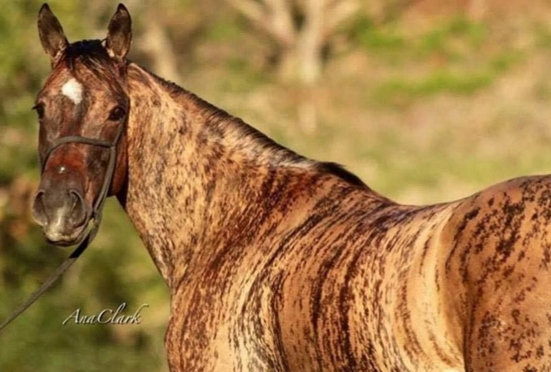 Cool Mustang Horse Names in USA. Choosing a name for your Mustang horse ...