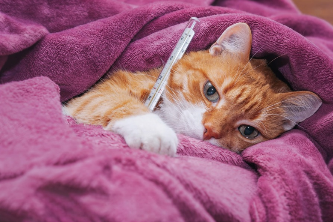 5 Common Health Issues in Cats and How to Prevent Them | by Mahnoor ...