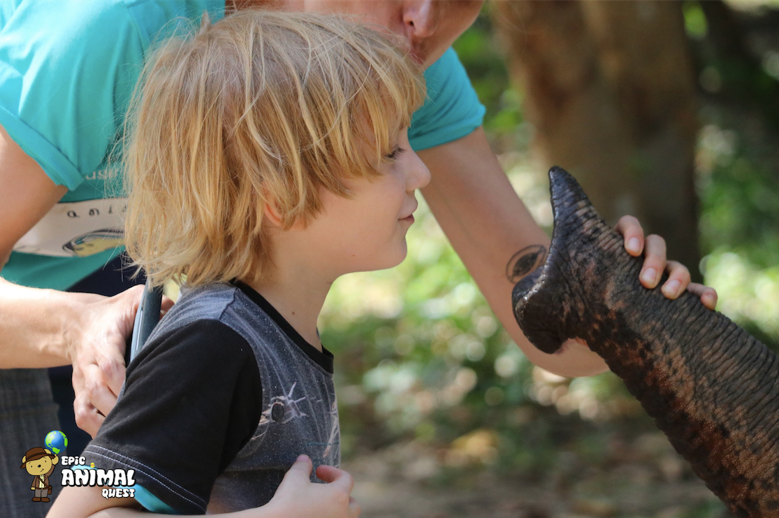 Meeting Lucky The Elephant At Phnom Tamao Rescue Center Cambodia | by ...
