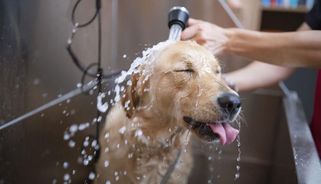 Dog grooming for begginers. A Guide to a Perfect All-Breed Dog… | by ...