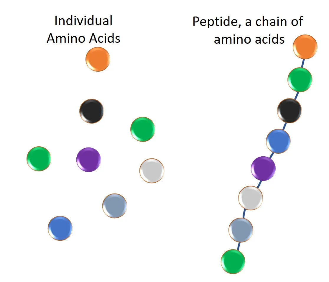 Made a Calculator to Solve the Problem of Peptide Fragments Caused by Missing Amino Acids | by ...