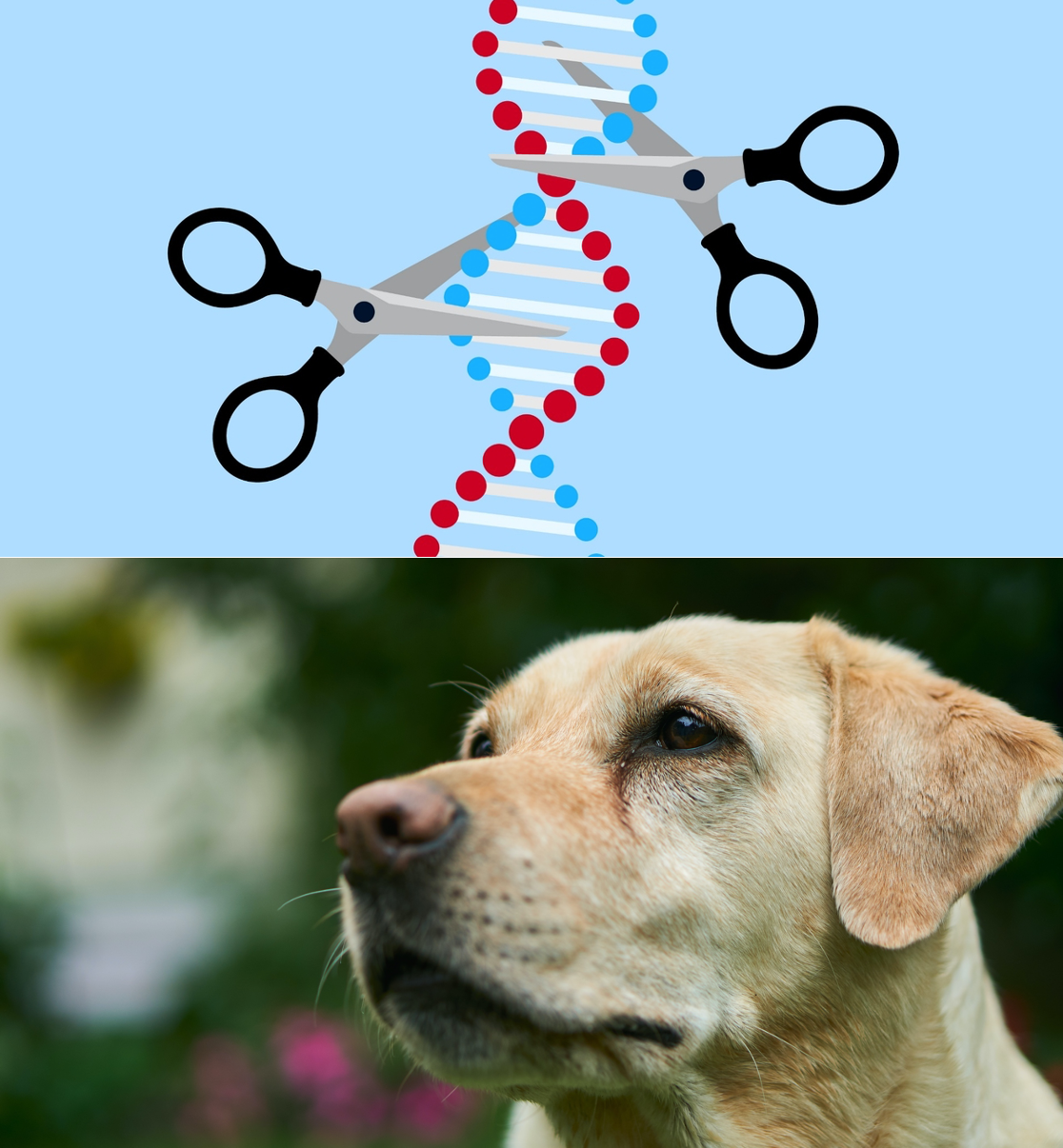 Prime Editing: Dogs and Beyond. Labrador retrievers are America’s most ...