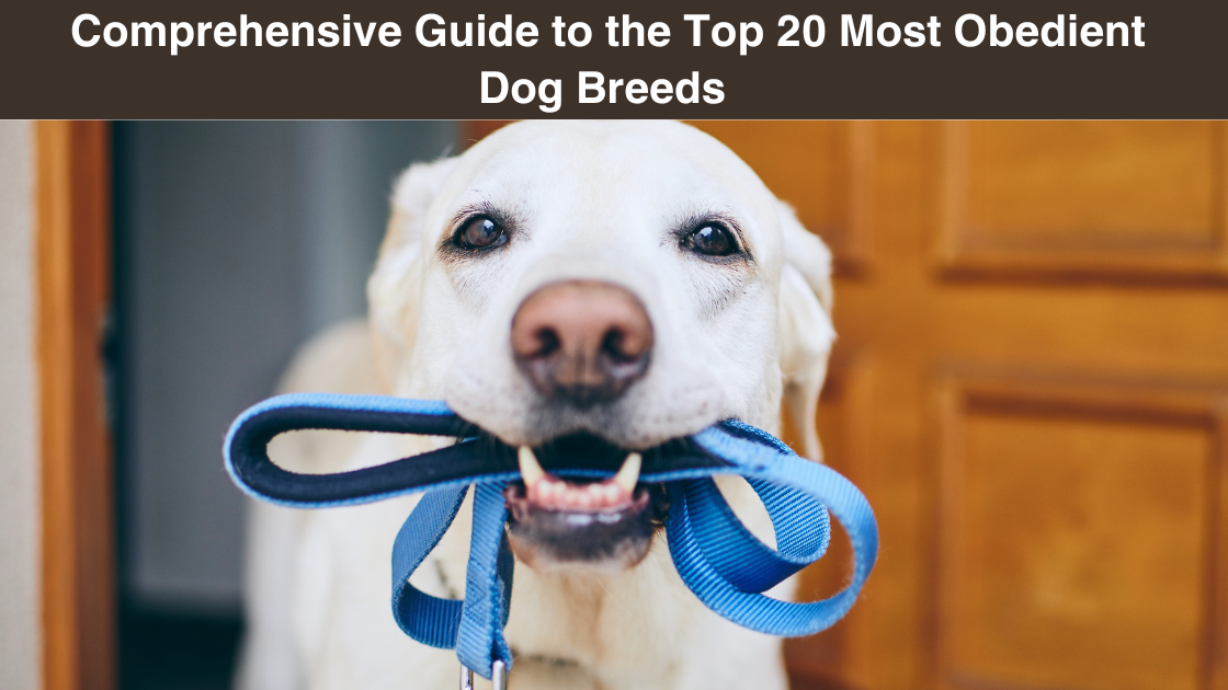 Comprehensive Guide to the Top 20 Most Obedient Dog Breeds - Furrytalez ...