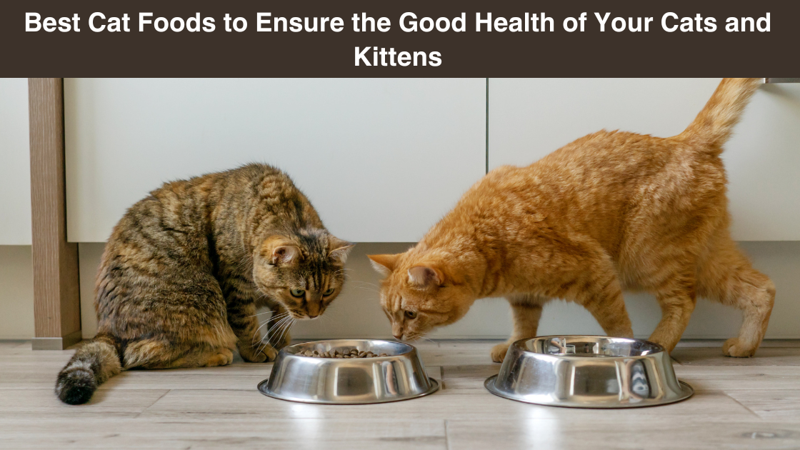 Best Cat Foods to Ensure the Good Health of Your Cats and Kittens | by ...