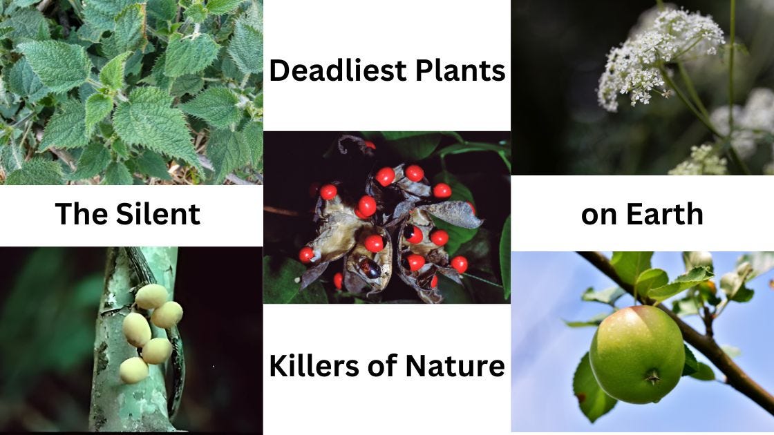 Deadliest Plants on Earth: The Silent Killers of Nature | by Ayaz Salar | Work, Earn, Love | Dec ...
