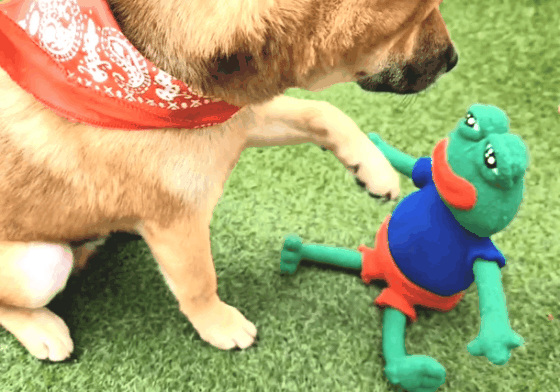 Bashful Dog Gif