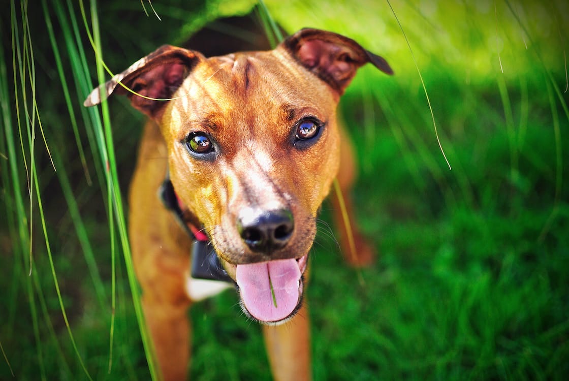 From Fur to Fins: Exploring the Power of Omega-3 for Dogs | by ...