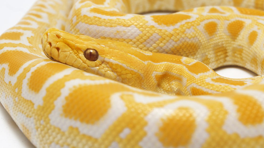 The Advantages of Python: Unveiling the Truth Behind the Criticisms ...