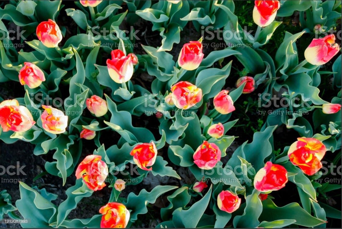 What Do You Look For In a Photo as a Stock Buyer? | by Rachel Wickremasinghe | The Shortform ...