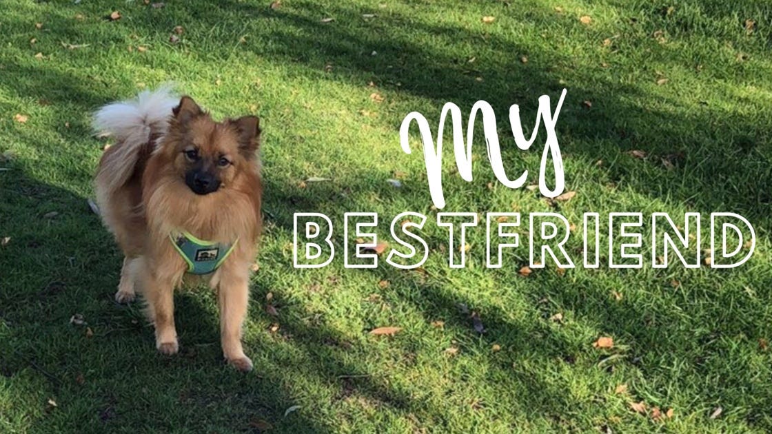 DA4: My Bestfriend.. Leaving my puppy behind. | by Megan Stead | Medium