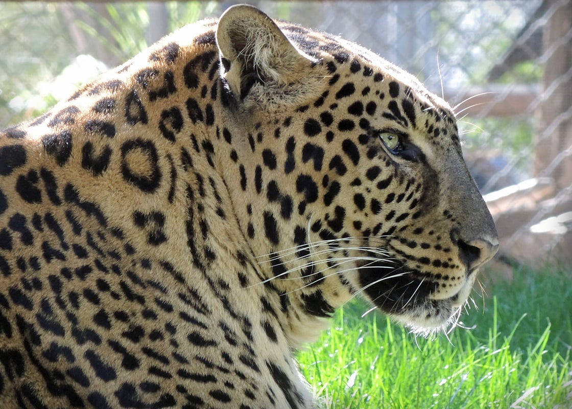 Leopard And Jaguar Hybrid