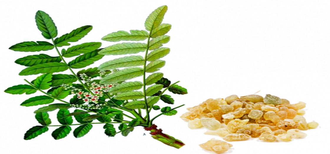 Discover the amazing shallaki health benefits | by Aziz Mahat | Medium