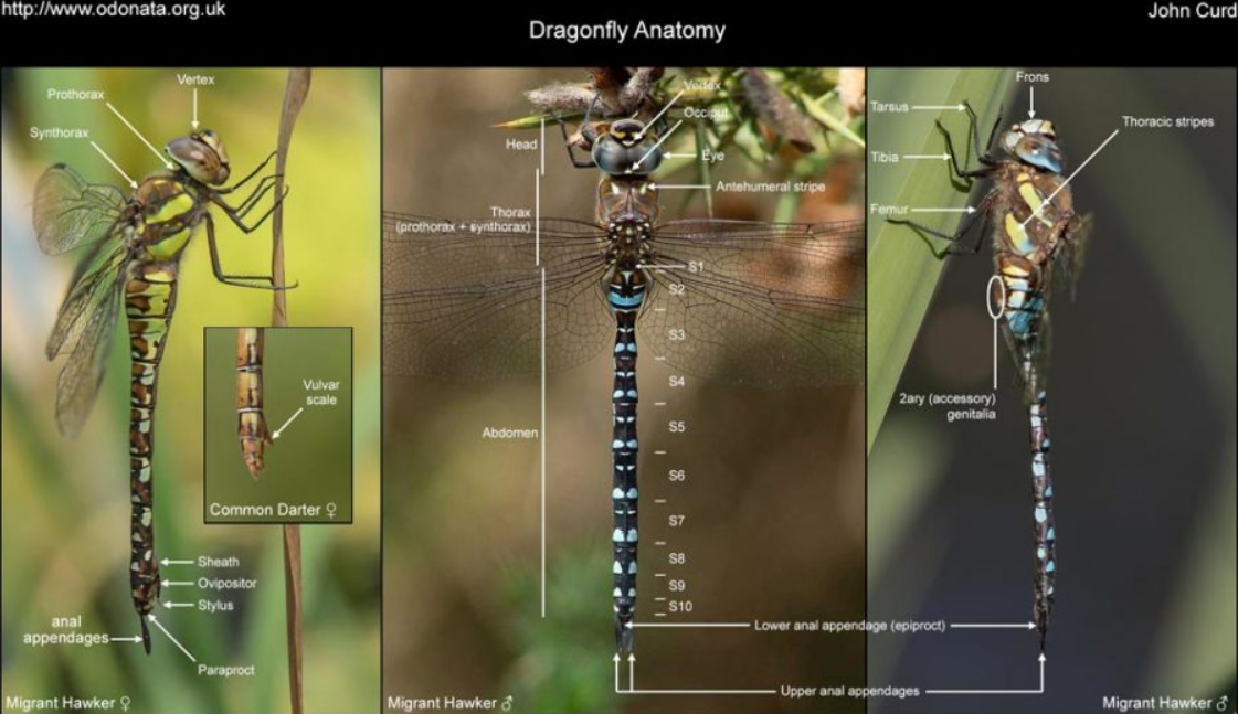 Jessica Haase Discussion Week 7. “How can dragonflies contribute to ...