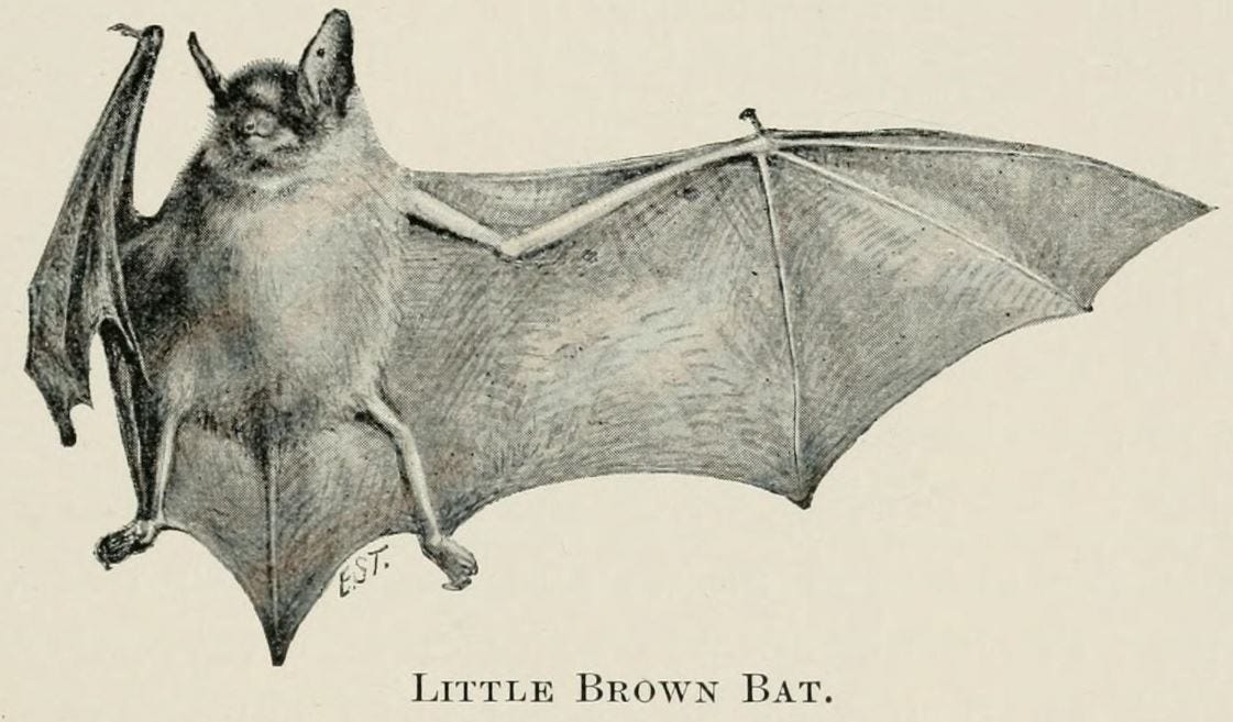 Mid-morning Little Brown Bat. Running late for an appointment… | by ...
