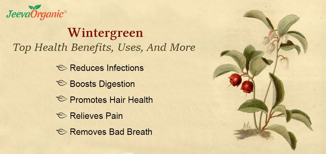 Wintergreen Top Health Benefits Uses and More | by Jeeva Organic | Medium
