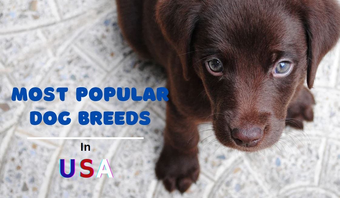 15 Most Popular Dog Breeds in USA in 2024 | by Bryan Ramirez | Medium