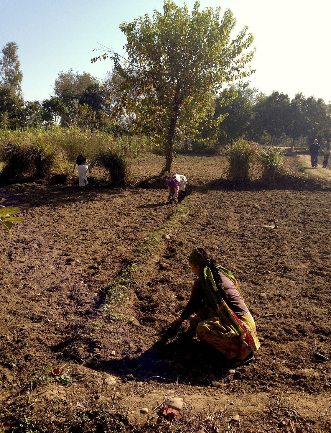Earth Democracy & Navdanya. by Fatima Khanoam | by Nonviolence Magazine ...