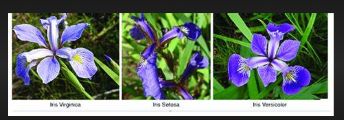 Exploring the Iris Dataset: EDA, PCA and KNN Classification step by step | by Moka Durgavani ...