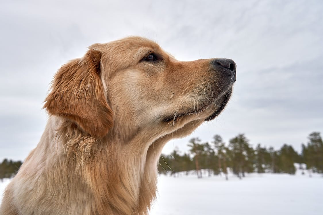 Supporting Dogs with Epilepsy: Tips for Caregivers | by Curevetpharma ...