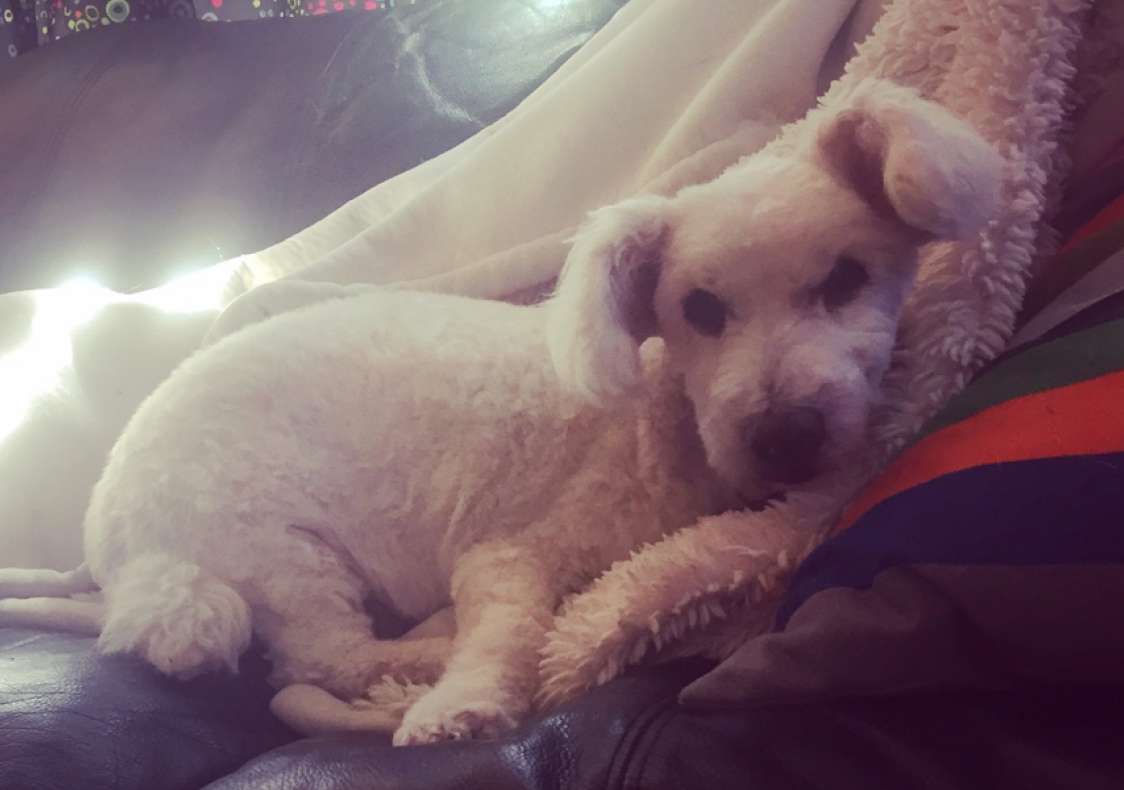 Just Adopt a Dog. My little lamb Gatsby has flapped his… | by Tess ...