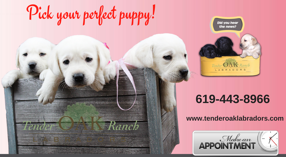 Labrador Puppies Ready For Sale. Bringing a new Labrador puppy give ...
