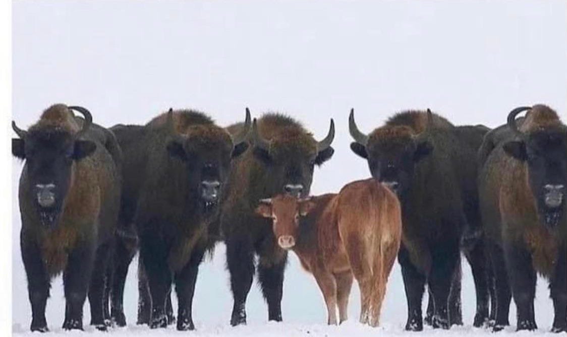 The Best Bison. Sometimes normality sticks out among… | by ...