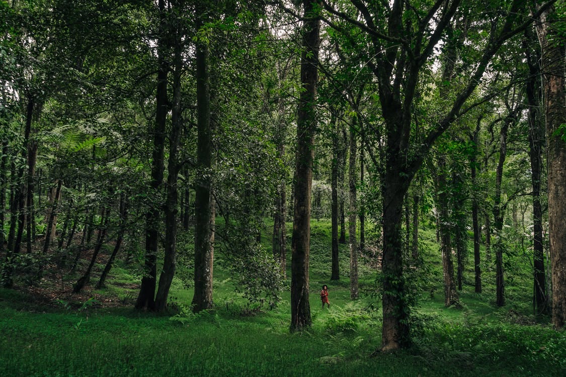 Human Jungle. When I think of humans, I think of them… | by Ellinor ...